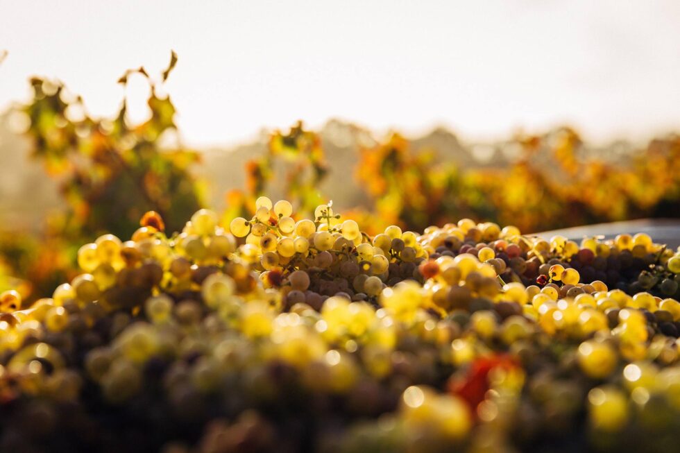 5 Differences Between Pinot Gris and Pinot Grigio | Latah Creek Wine ...